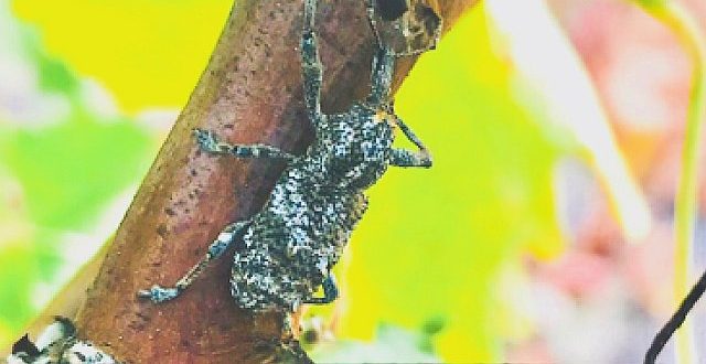 Elephant Weevil | Vine Scout
