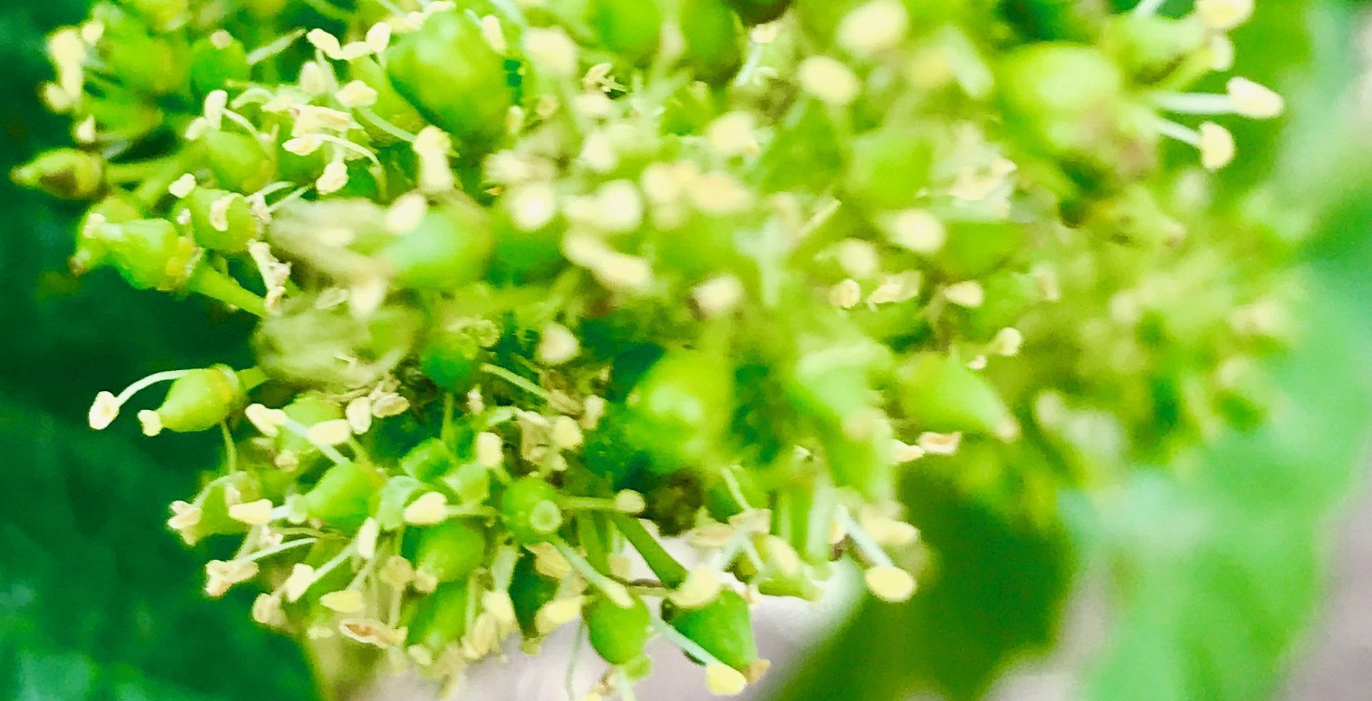 Gallery | Vine Scout